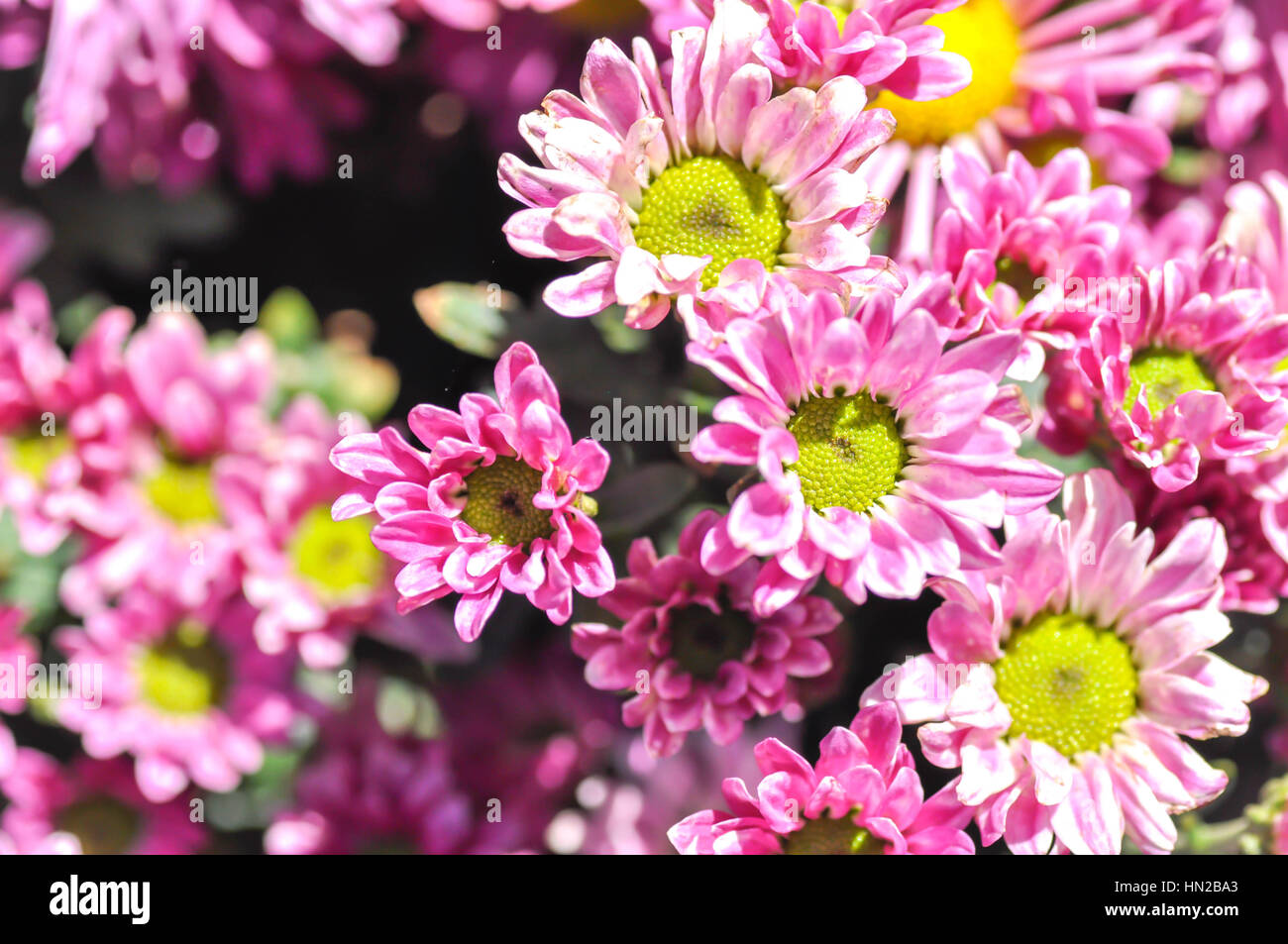 purple Chrysanthemum Morifolium ,florist,s mun flower Stock Photo - Alamy