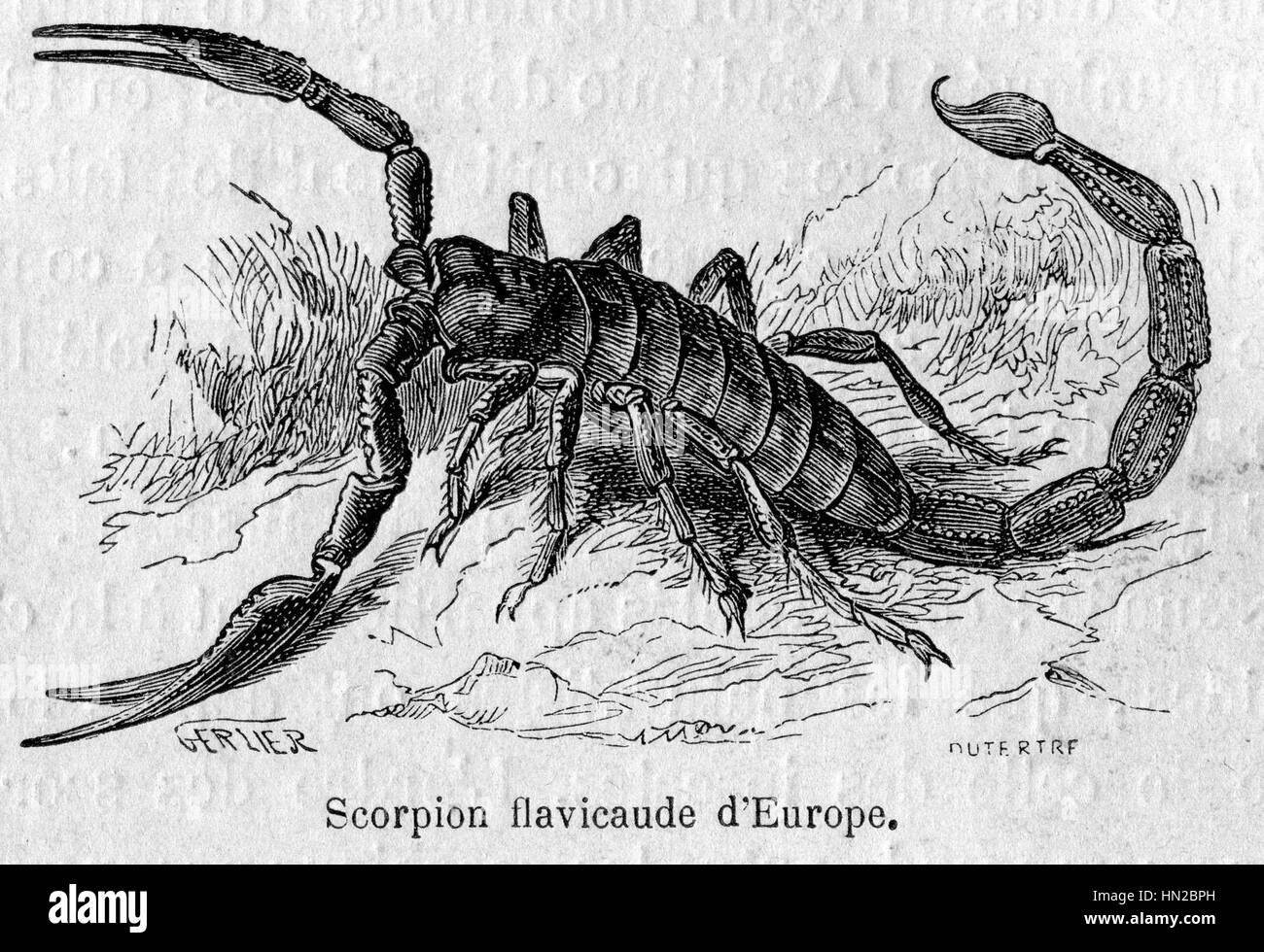 Mangin hi-res stock photography and images - Alamy