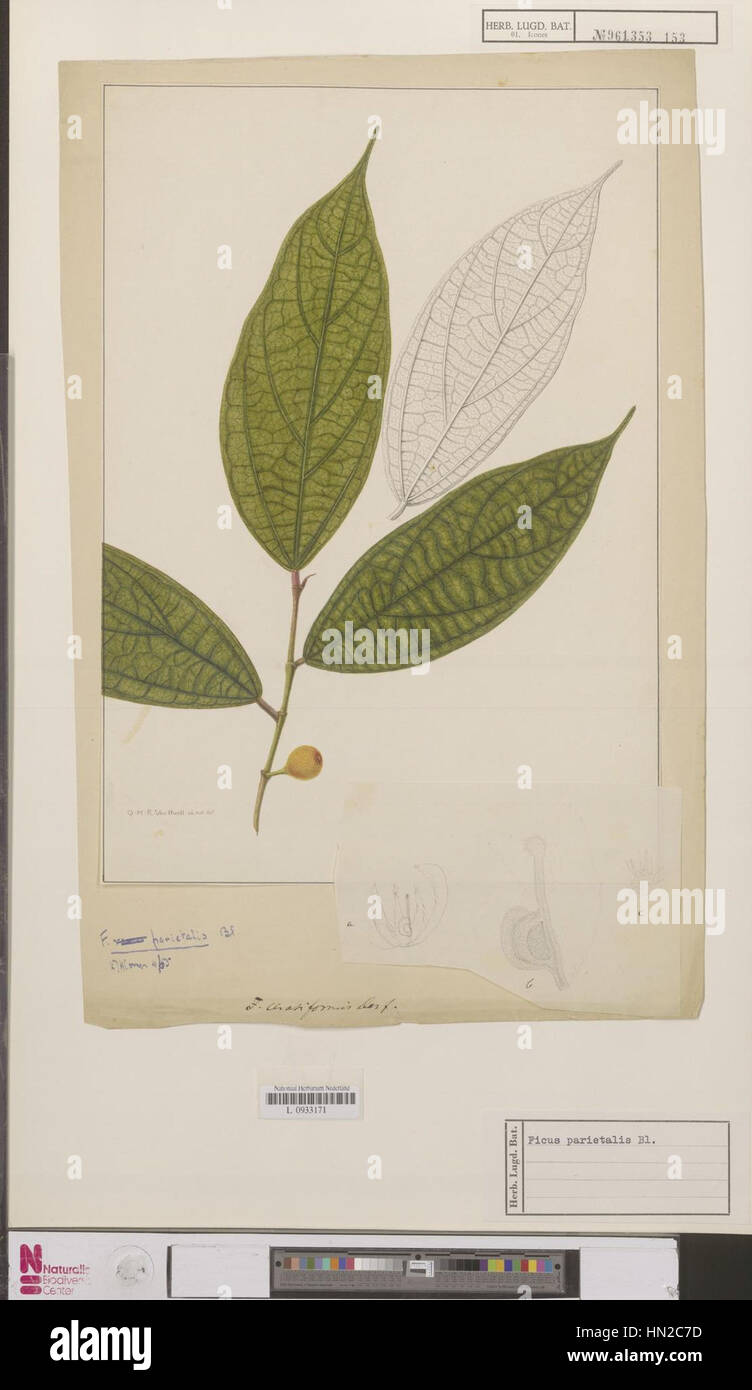 Naturalis Biodiversity Center - L.0933171 - Q.M.R. Ver Huell - Ficus ...