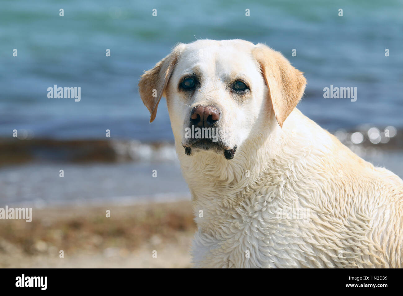 labradord at the sea Stock Photo - Alamy