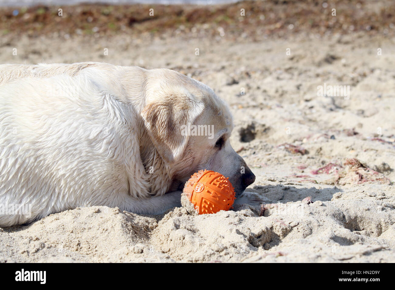 labradord at the sea Stock Photo - Alamy