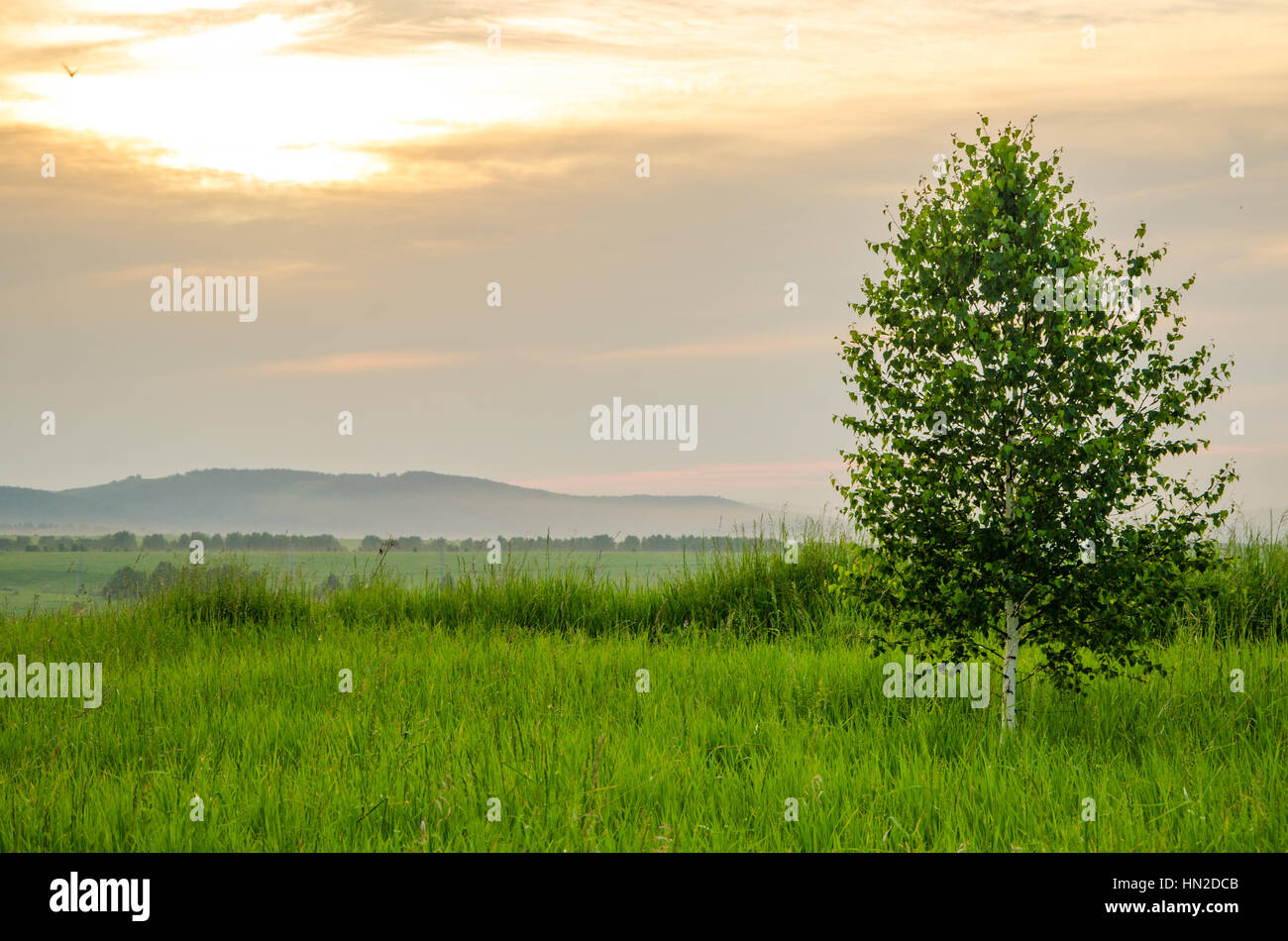 Summer crimson sunset. sky crimson. maroon clouds on sunset. green ...
