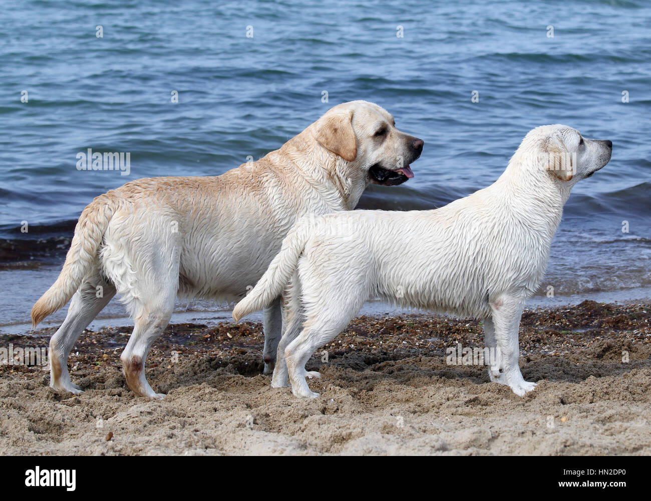 labradord at the sea Stock Photo - Alamy