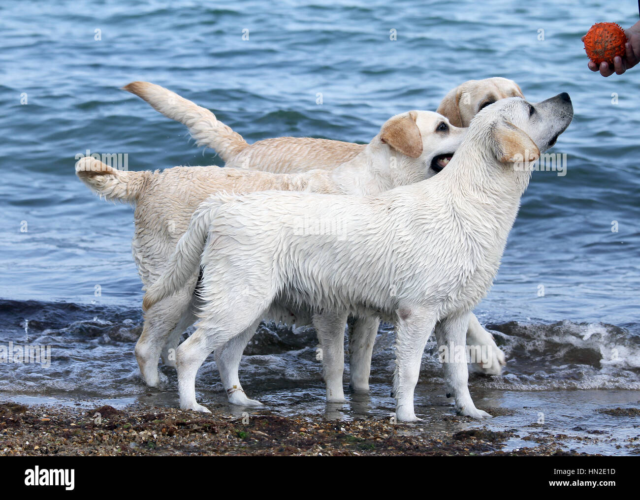 labradord at the sea Stock Photo - Alamy