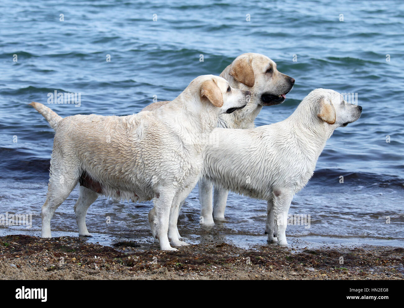 labradord at the sea Stock Photo - Alamy