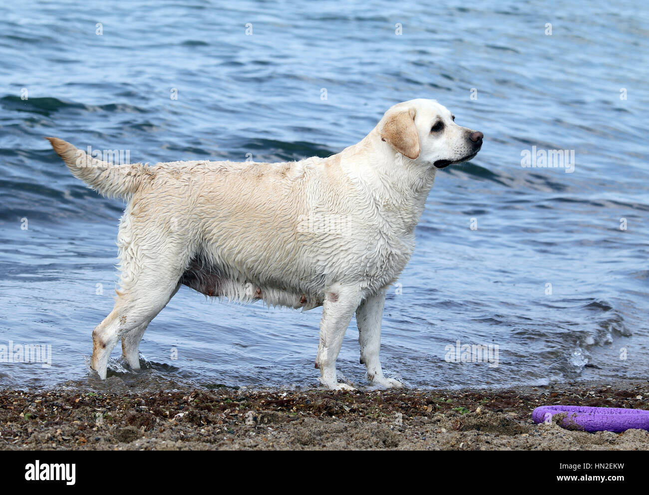 labradord at the sea Stock Photo - Alamy