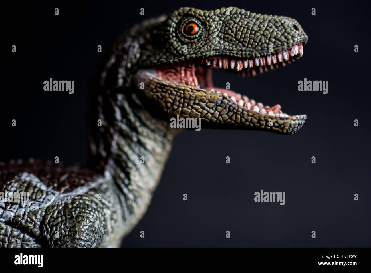portrait of a velociraptor on black background Stock Photo - Alamy