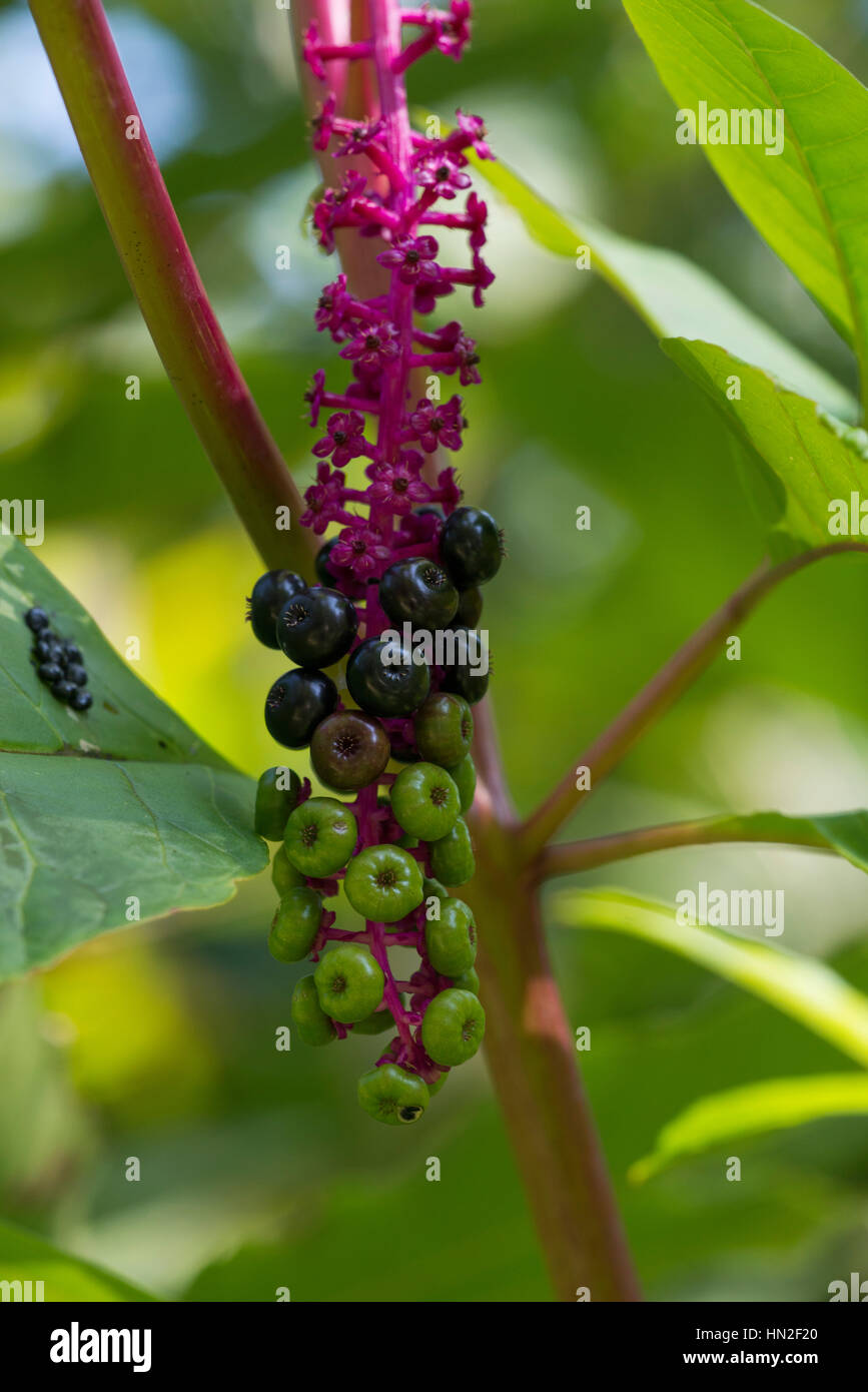 American Poke Weed (Phytolacca acinos Stock Photo - Alamy