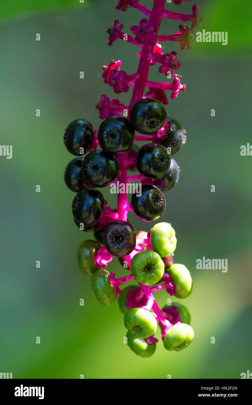 American weed hi-res stock photography and images - Alamy