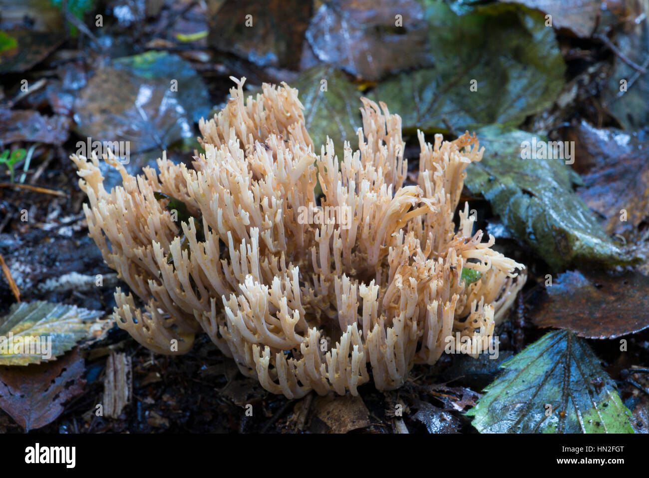Upright Coral fungi (Ramaria stricta Stock Photo - Alamy