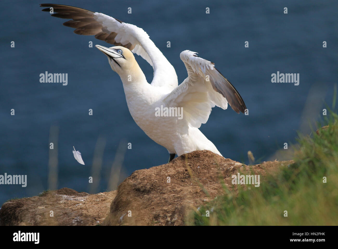 Stretching wings on clifftop hi-res stock photography and images - Alamy