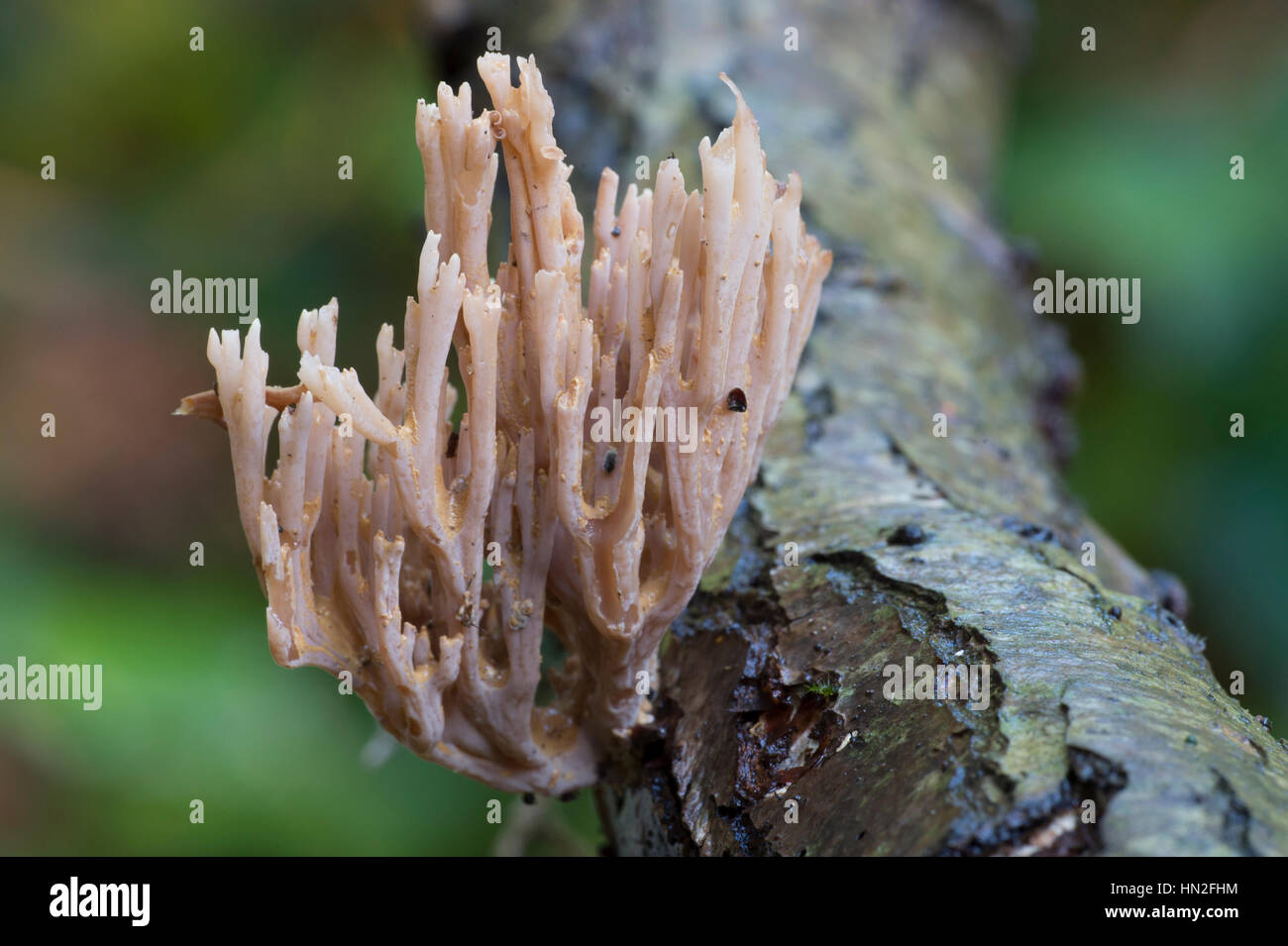 Slender coral fungus hi-res stock photography and images - Alamy