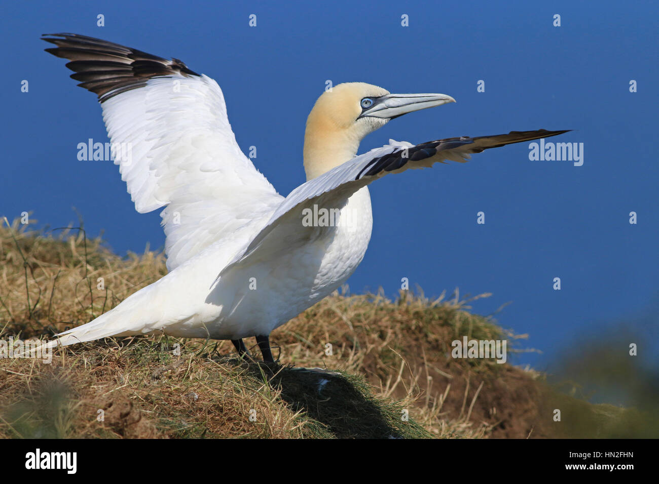 Standing clifftop hi-res stock photography and images - Alamy
