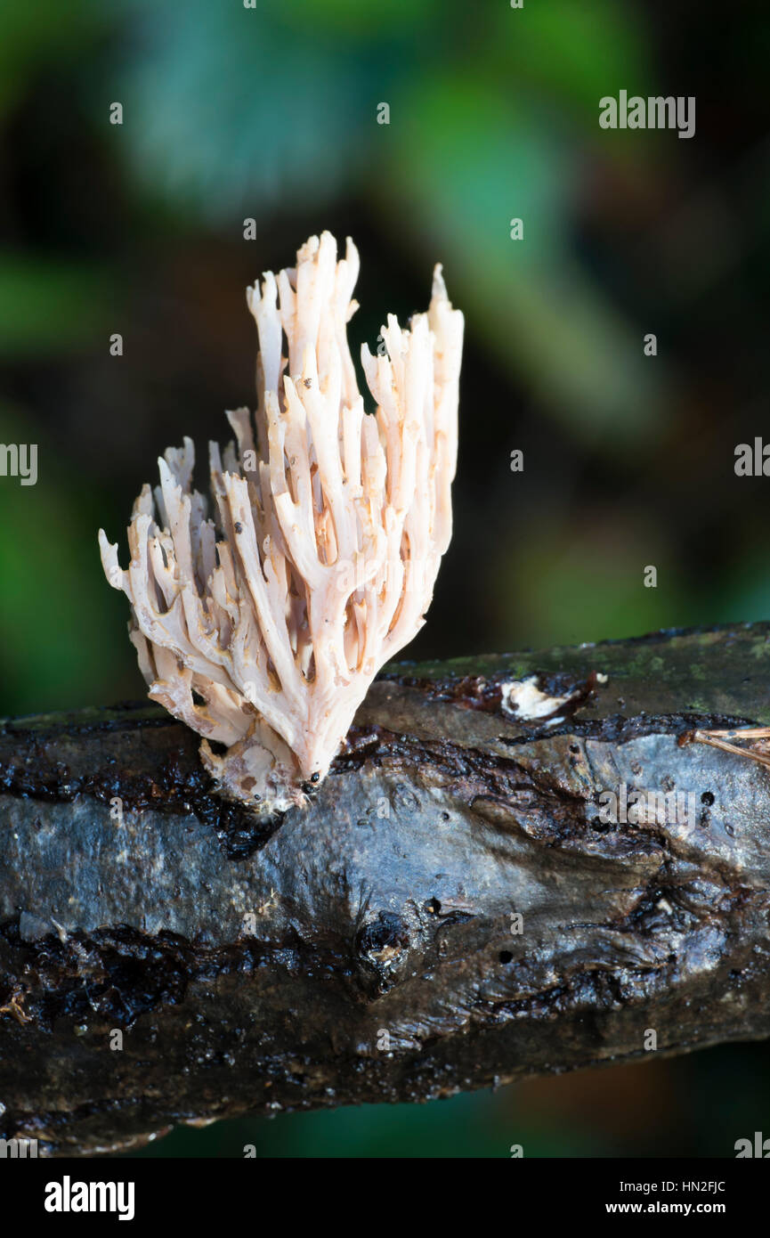 Upright Coral fungi (Ramaria stricta Stock Photo - Alamy