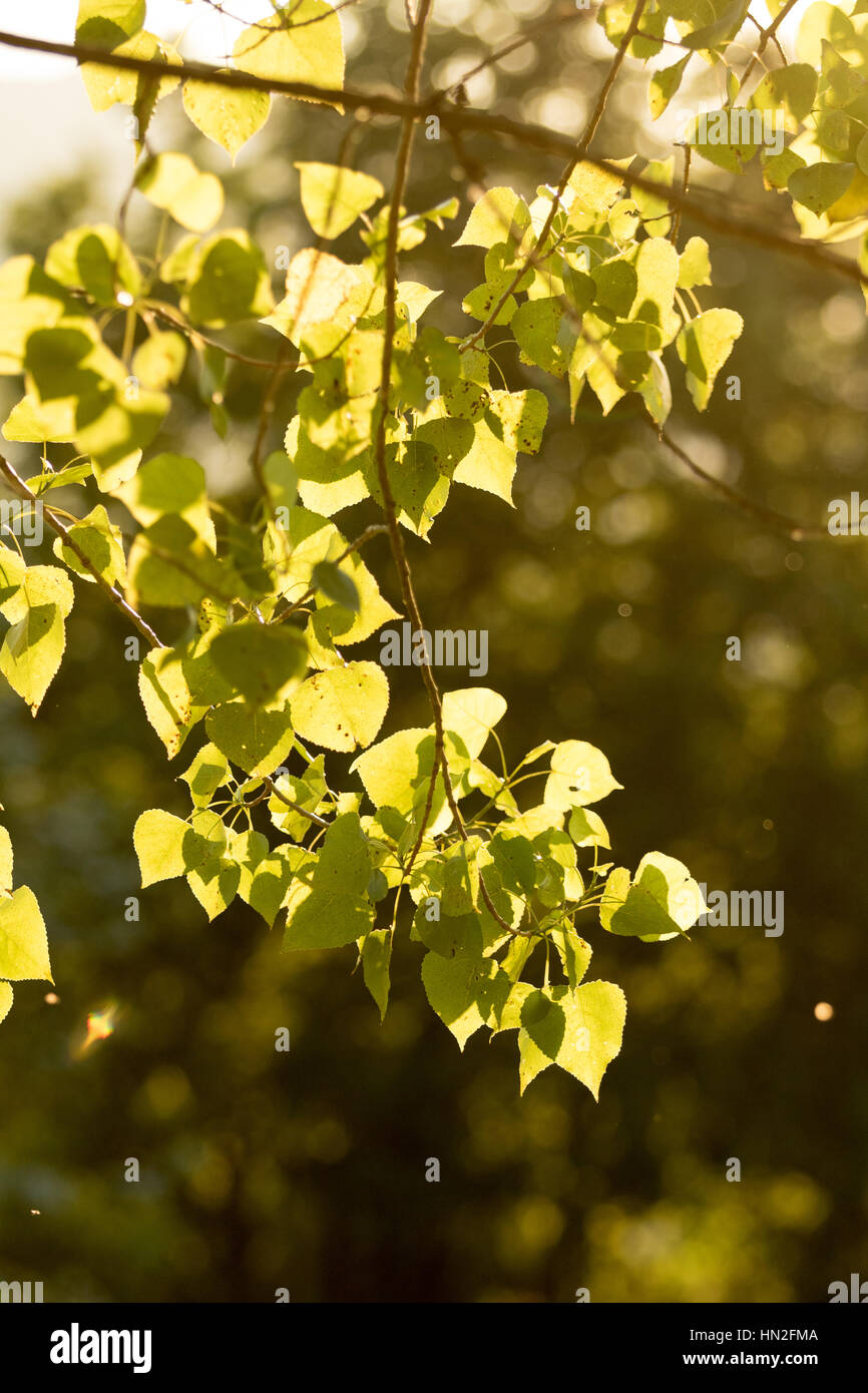 Leaves with sun shining through them Stock Photo - Alamy