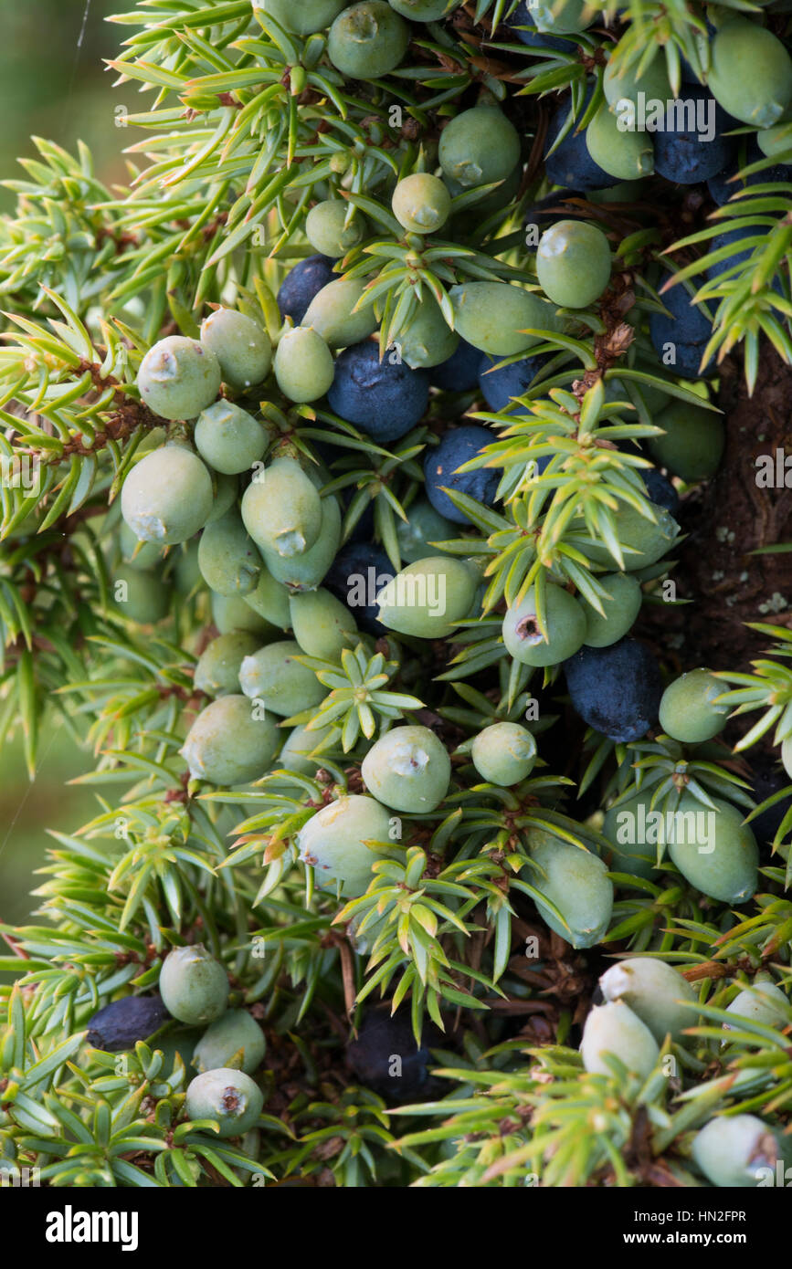 Common juniper berries hi-res stock photography and images - Alamy