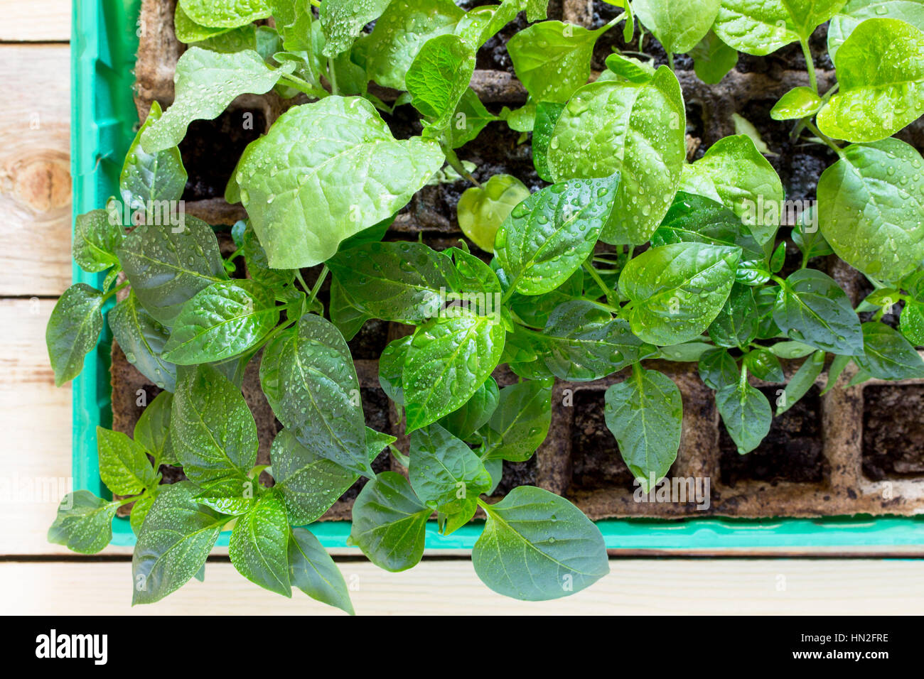Young fresh seedling stands in container and garden tools on a wooden ...