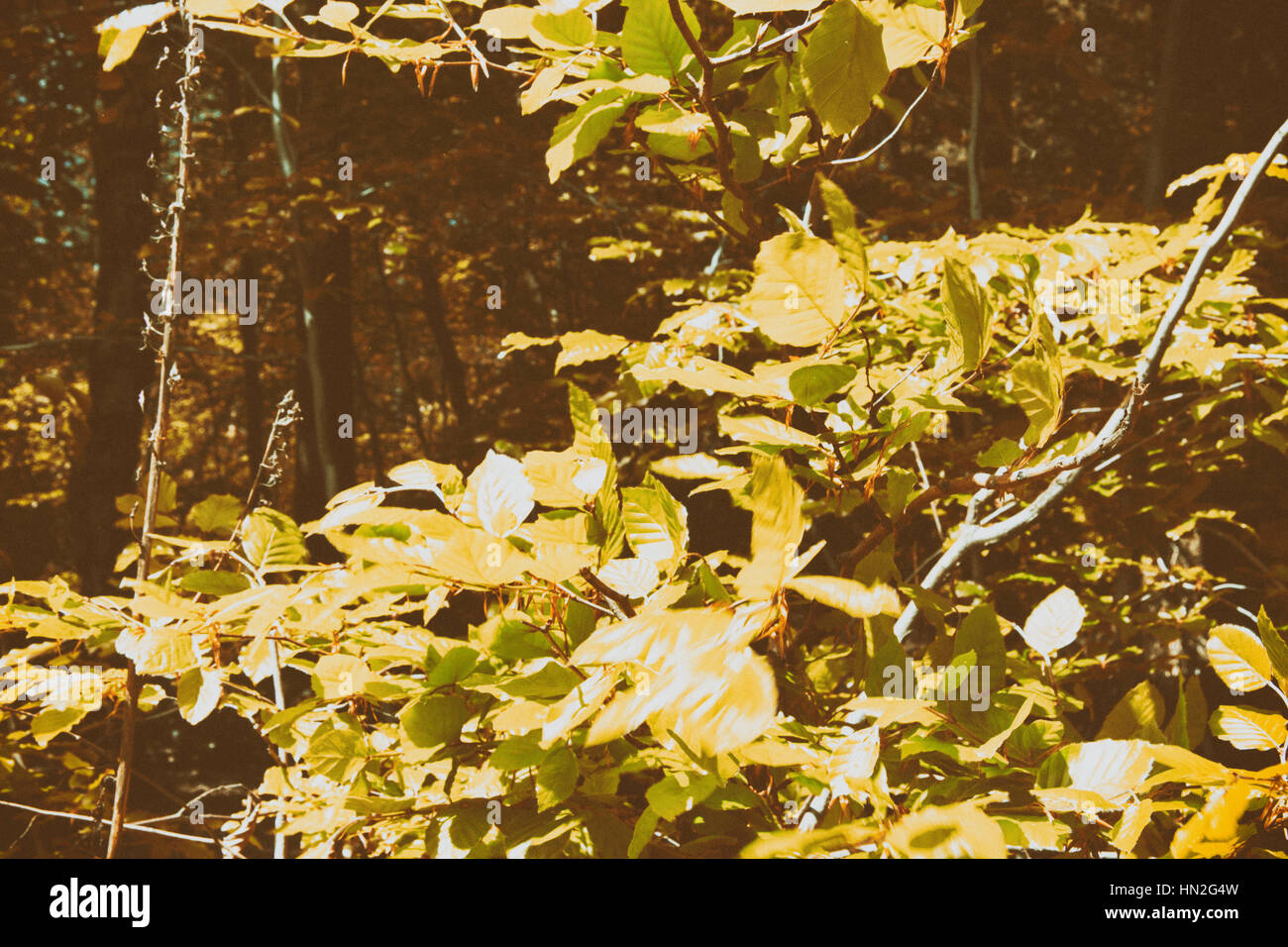 Looking through the trees in an English wood Stock Photo - Alamy