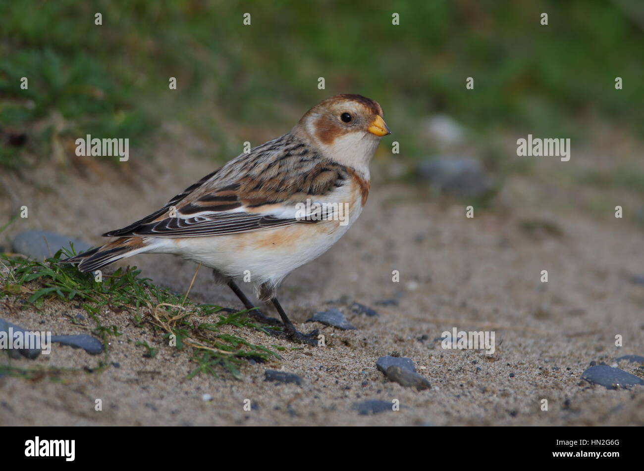 Adult winter male Snow Bunting Stock Photo - Alamy