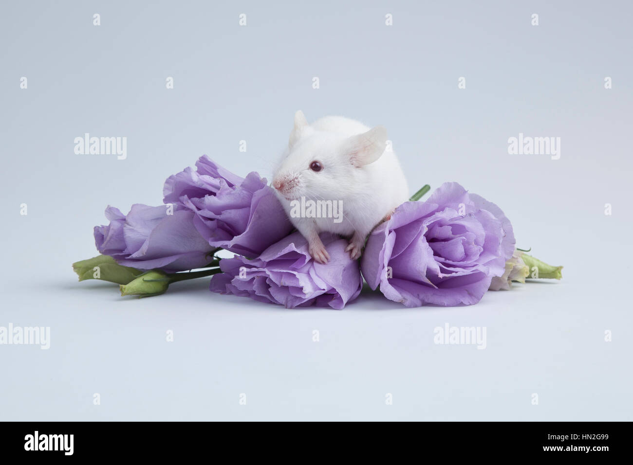 Grey Mouse And Science High Resolution Stock Photography and Images - Alamy