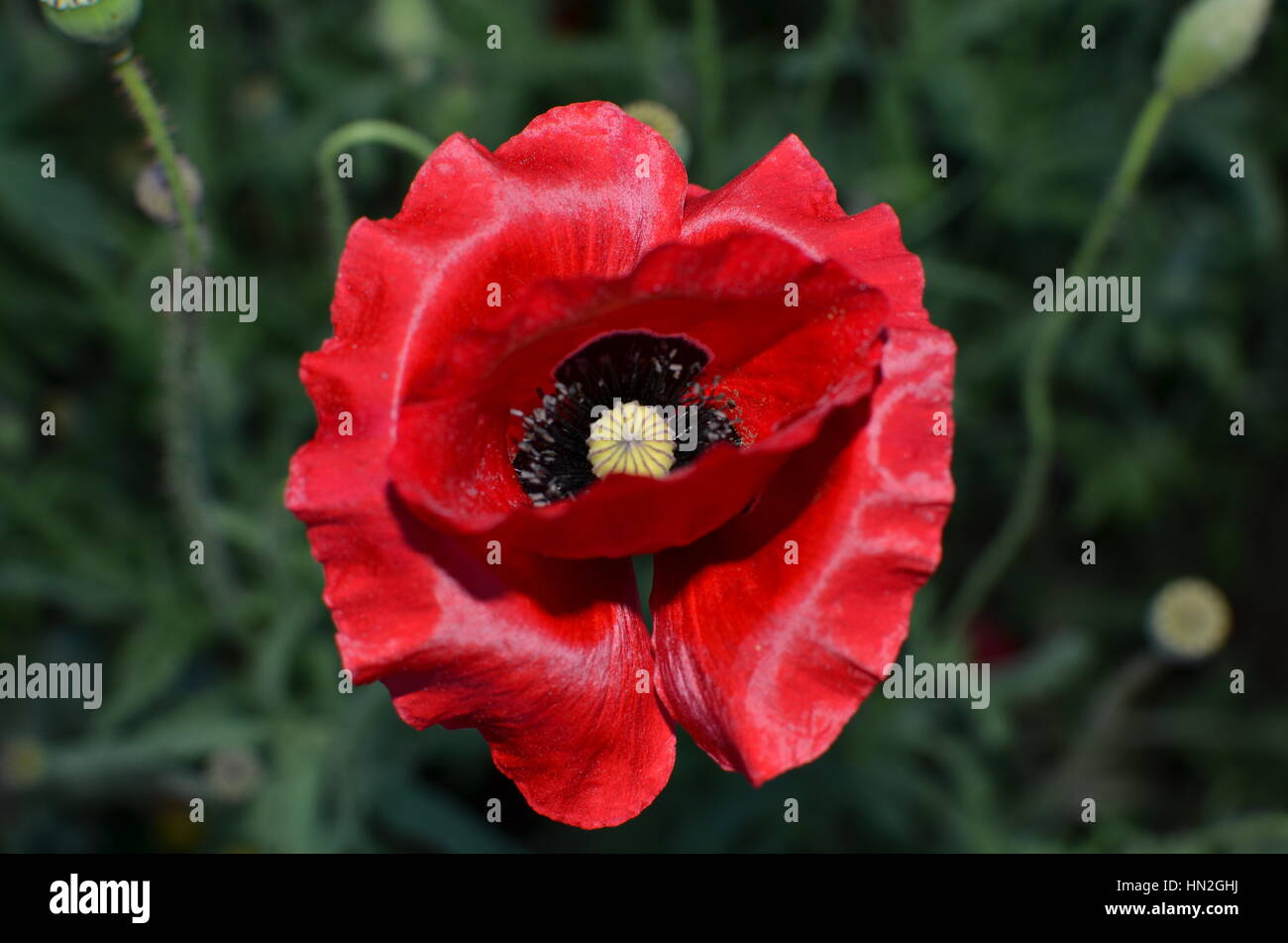 Poppy red close up hi-res stock photography and images - Alamy