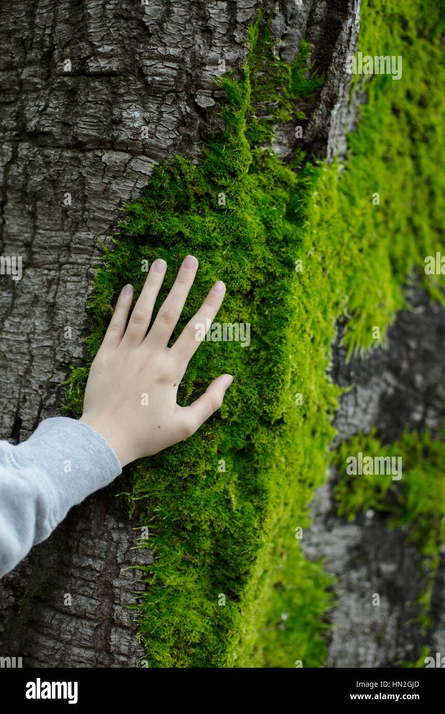 A hand touching moss on a tree Stock Photo - Alamy