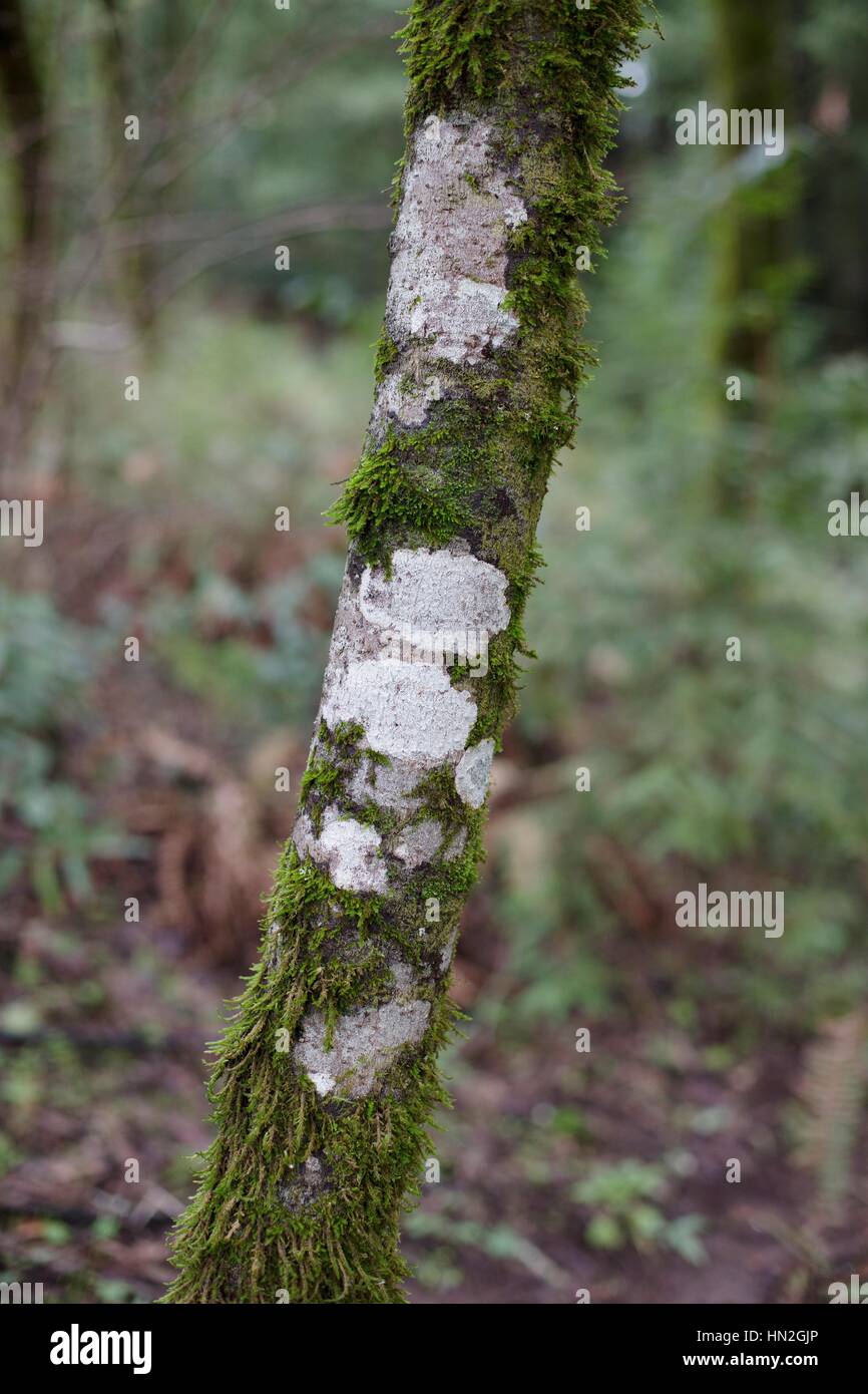 A moss covered birch tree Stock Photo - Alamy