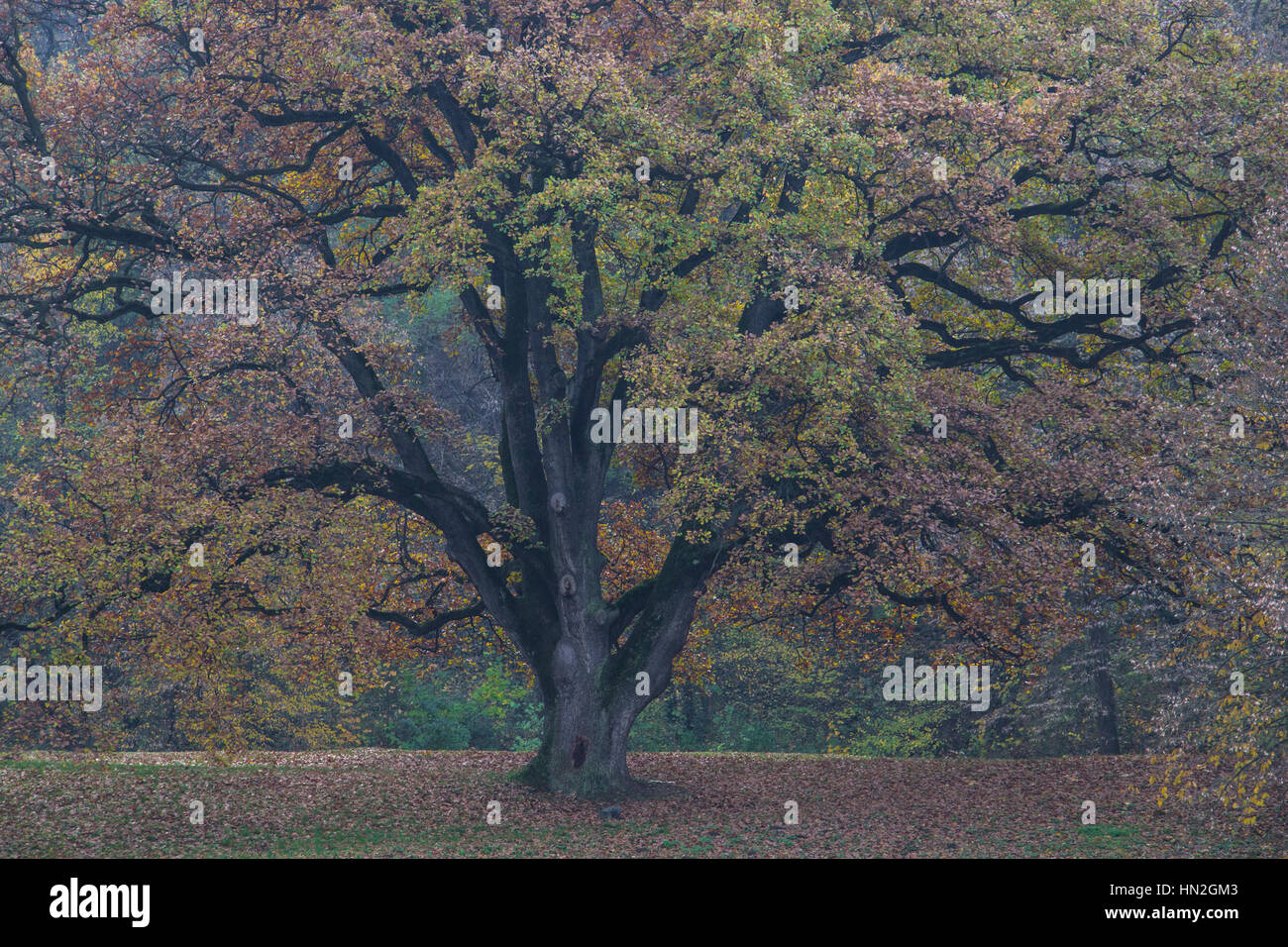 Old Oak Tree In Late Autumn Stock Photo - Alamy