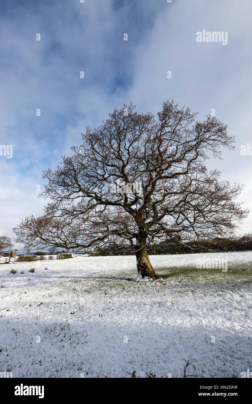 Oak tree without leaves hi-res stock photography and images - Alamy