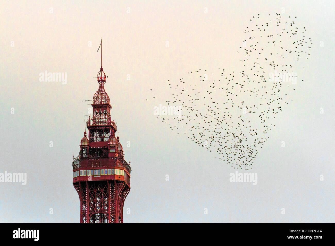 flock fly animal starling flight swarm bird dusk murmuration blackpool ...