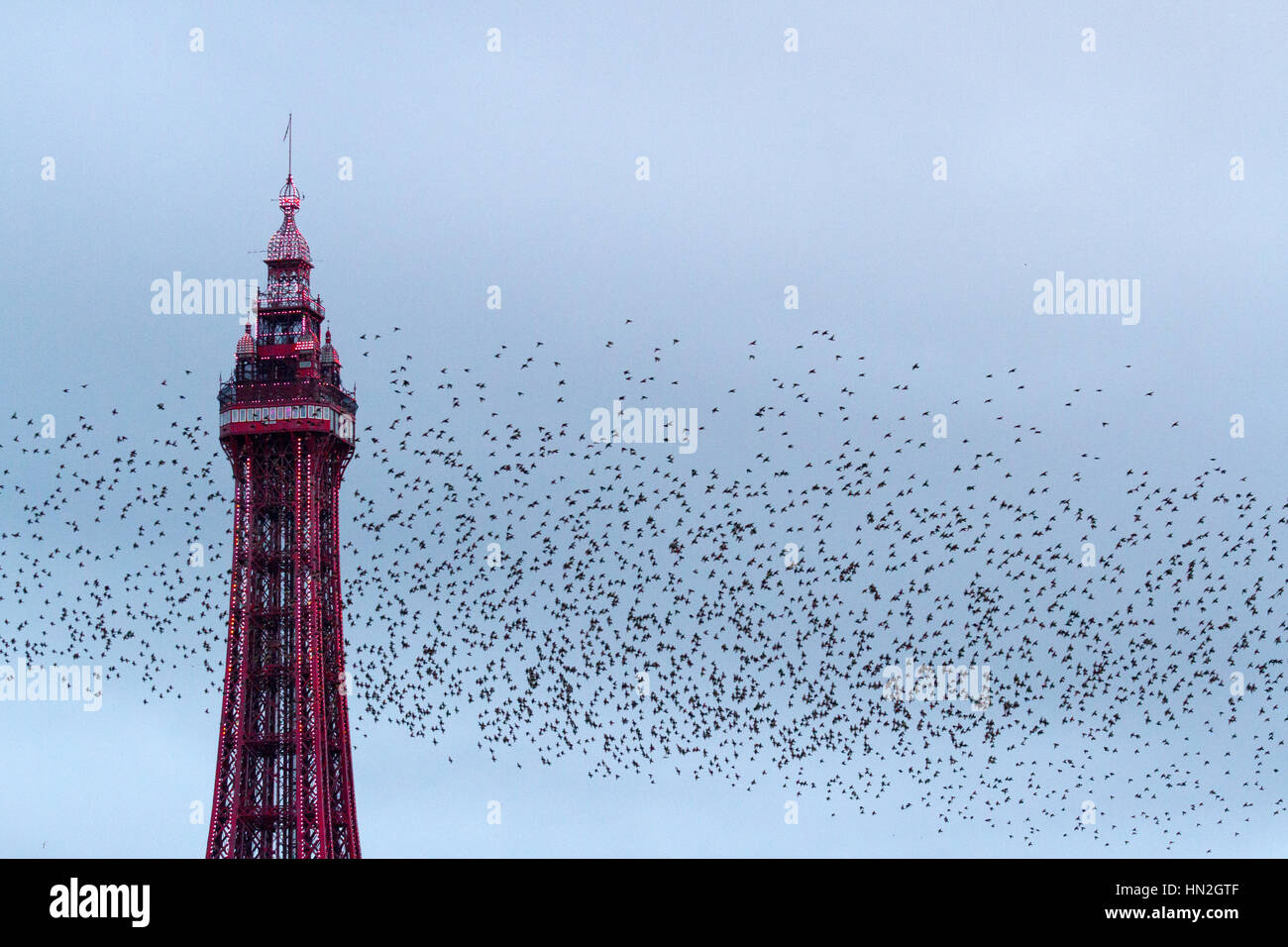 flock fly animal starling flight swarm bird dusk murmuration blackpool ...