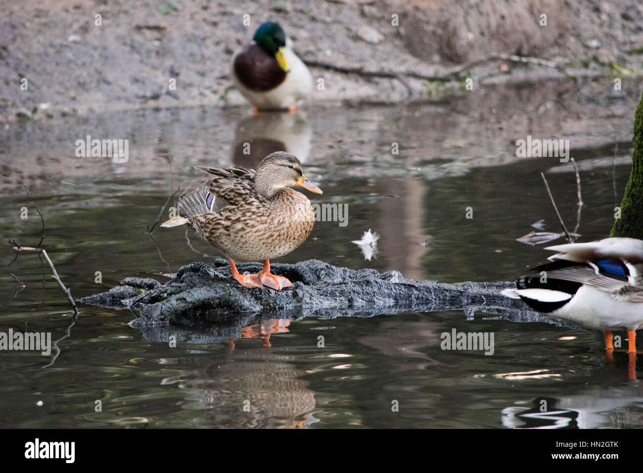 Duck floating in pond hi-res stock photography and images - Alamy