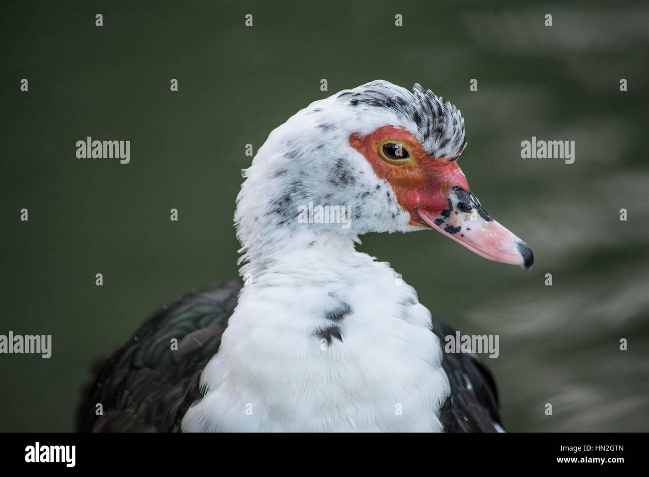 British birds british ducks hi-res stock photography and images - Alamy