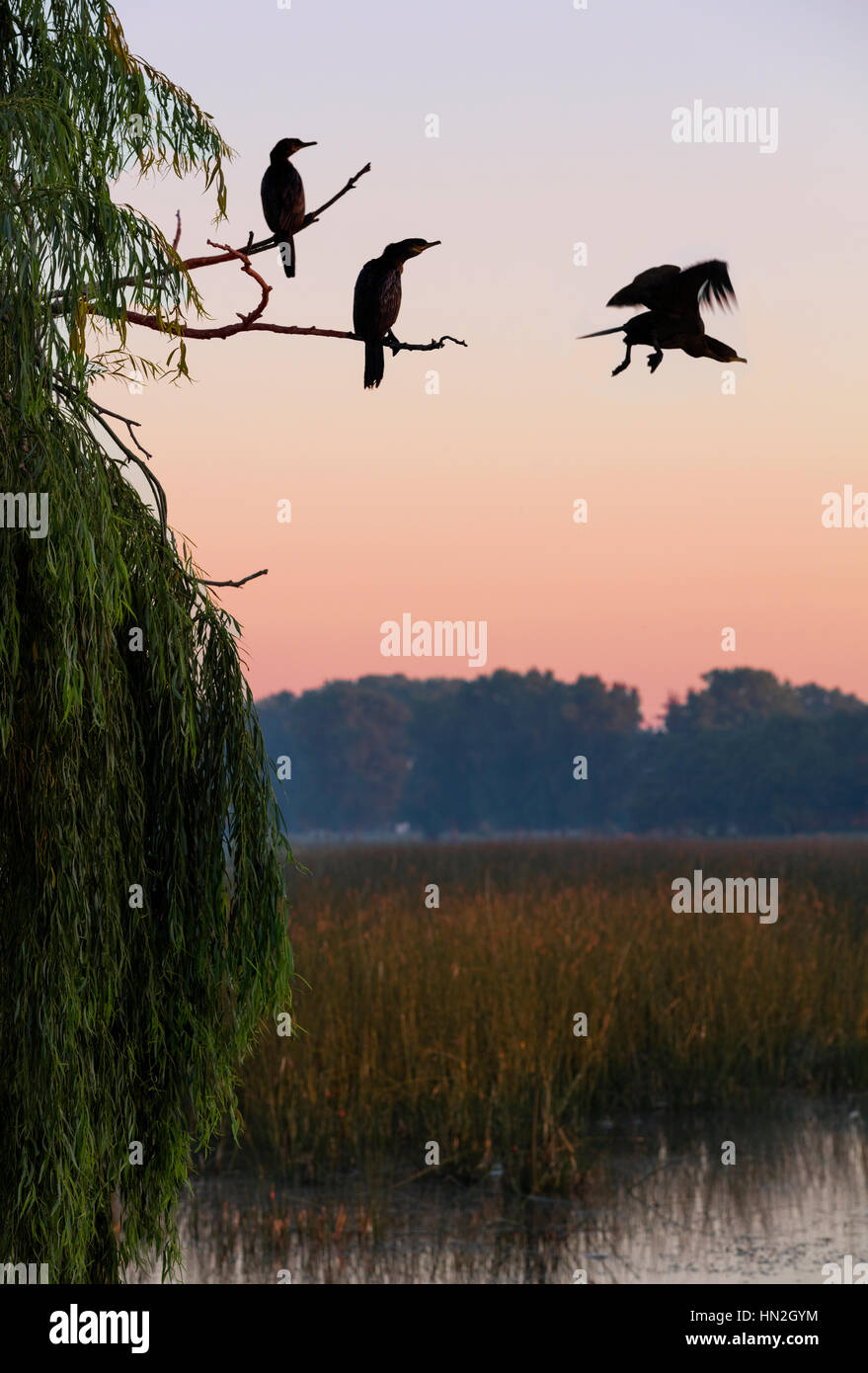 Group of birds hi-res stock photography and images - Alamy