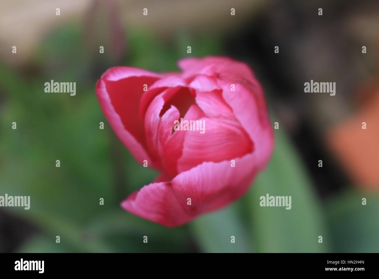 Bloom pink flower hi-res stock photography and images - Alamy
