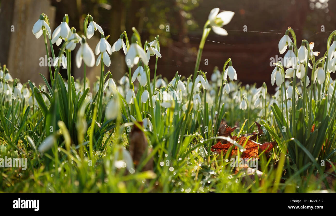 Flower of hope. English Country Snowdrops flowering in Churchyard, St ...