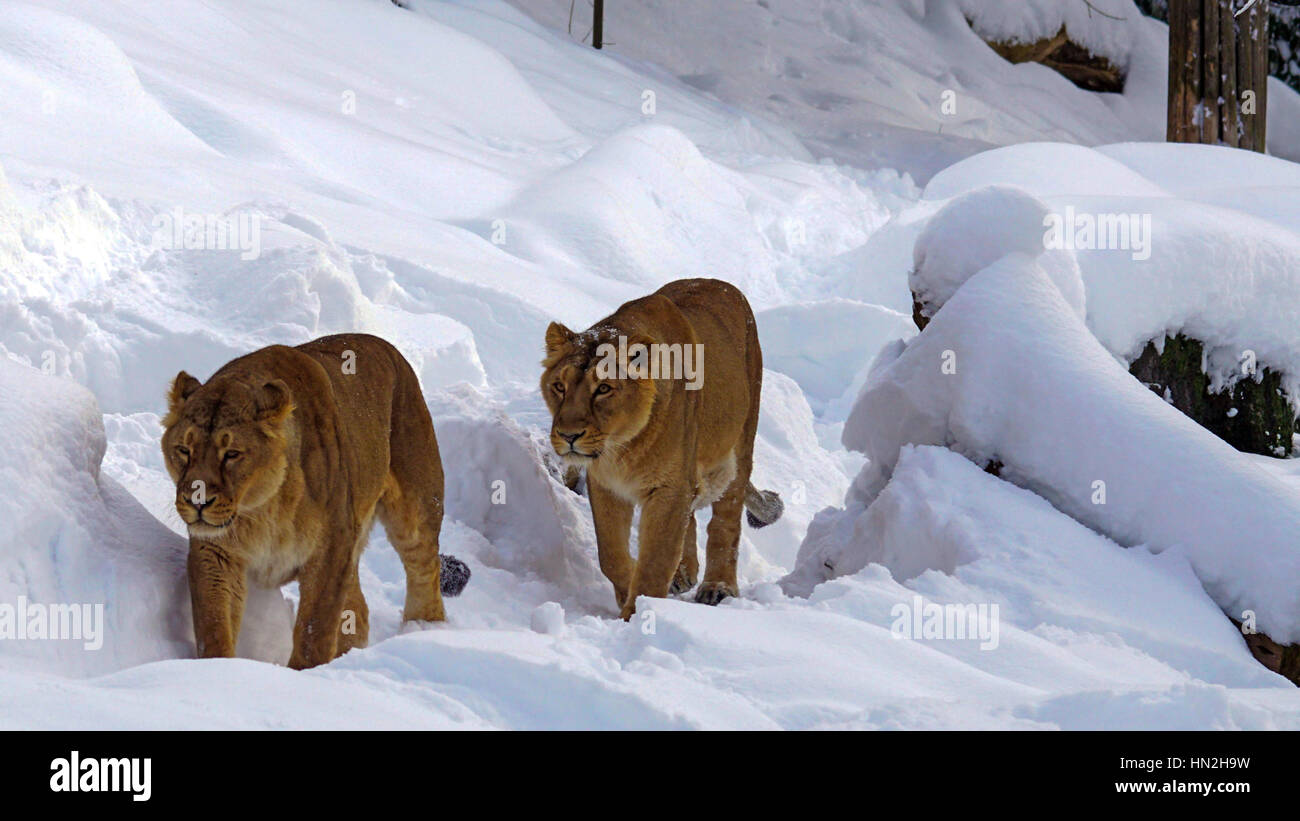 Lions in snow hi-res stock photography and images - Alamy