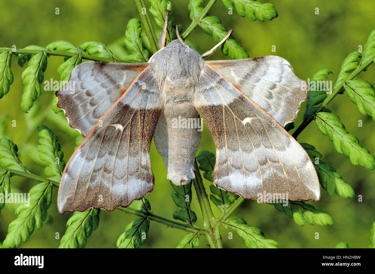 Poplar Hawk Moth (Laothoe Populi) male resting on a fern Stock Photo ...