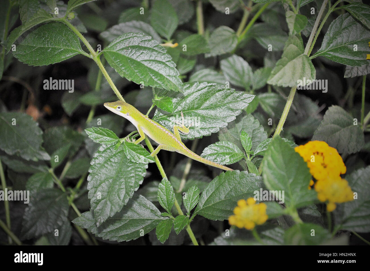 Gecko among flowers Stock Photo - Alamy