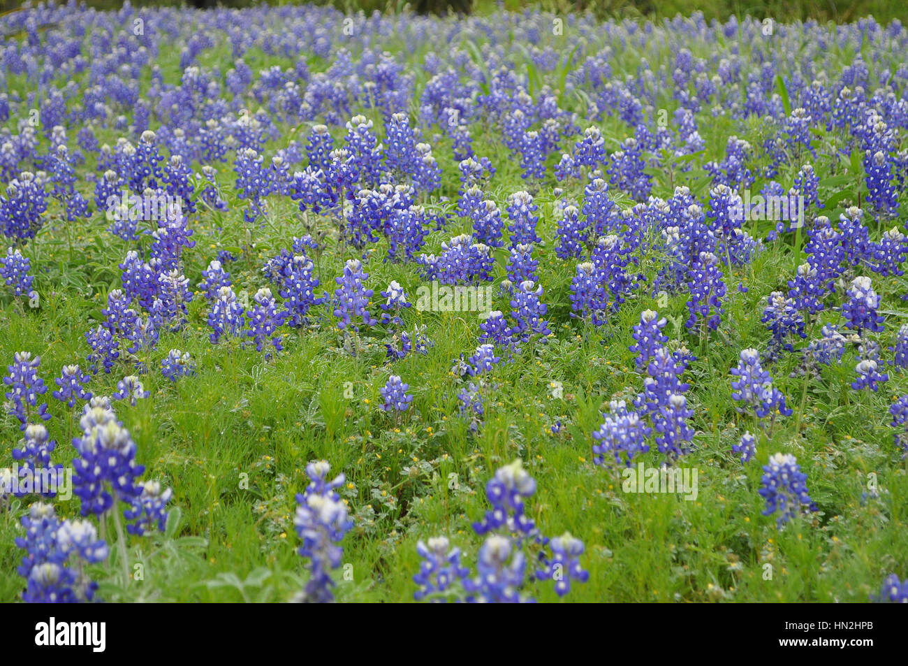 Field of Bluebonnets Stock Photo - Alamy