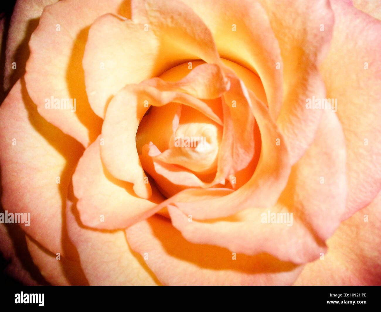Rose windmill hi-res stock photography and images - Alamy