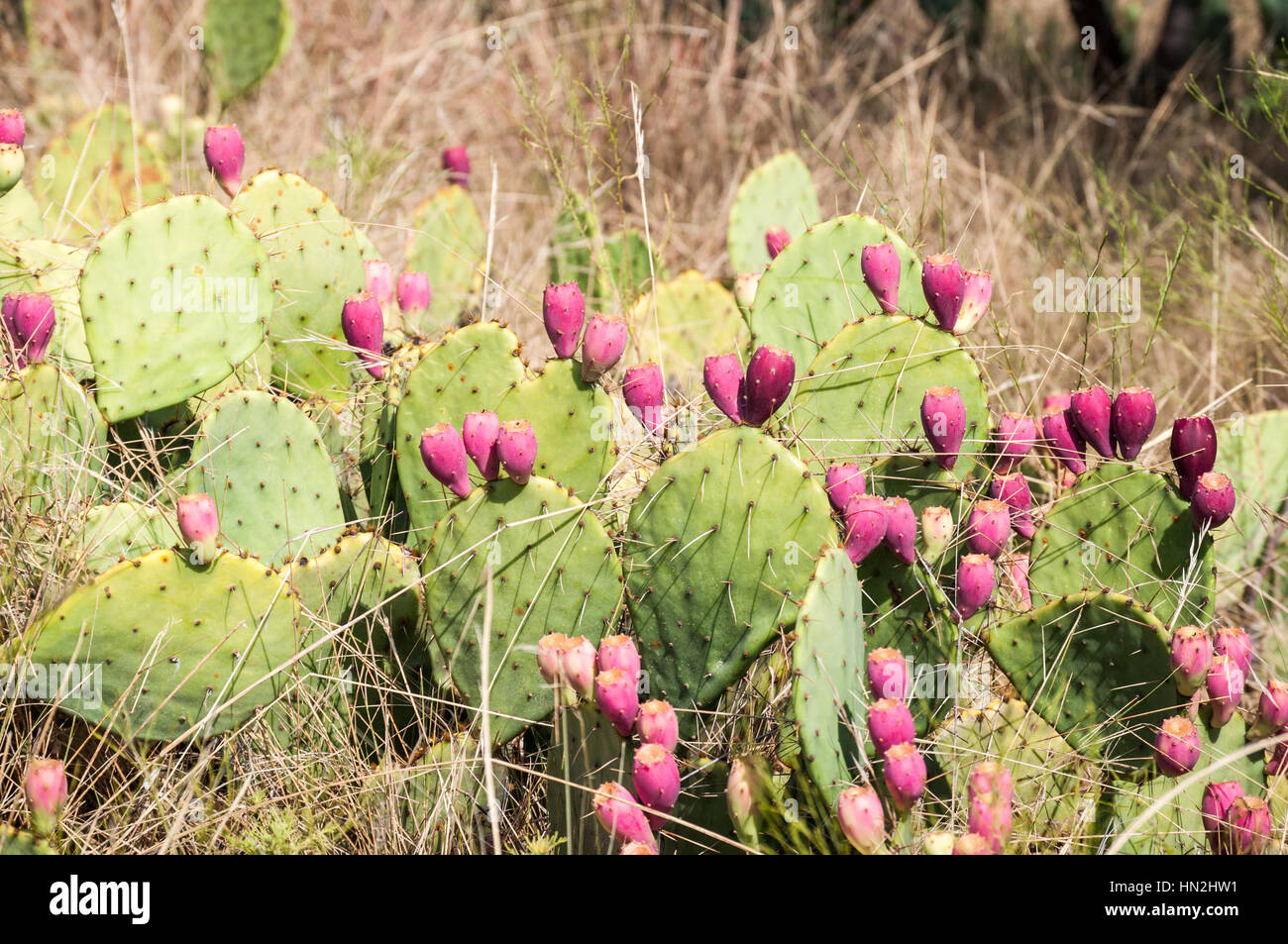 Cactus blooms hi-res stock photography and images - Alamy