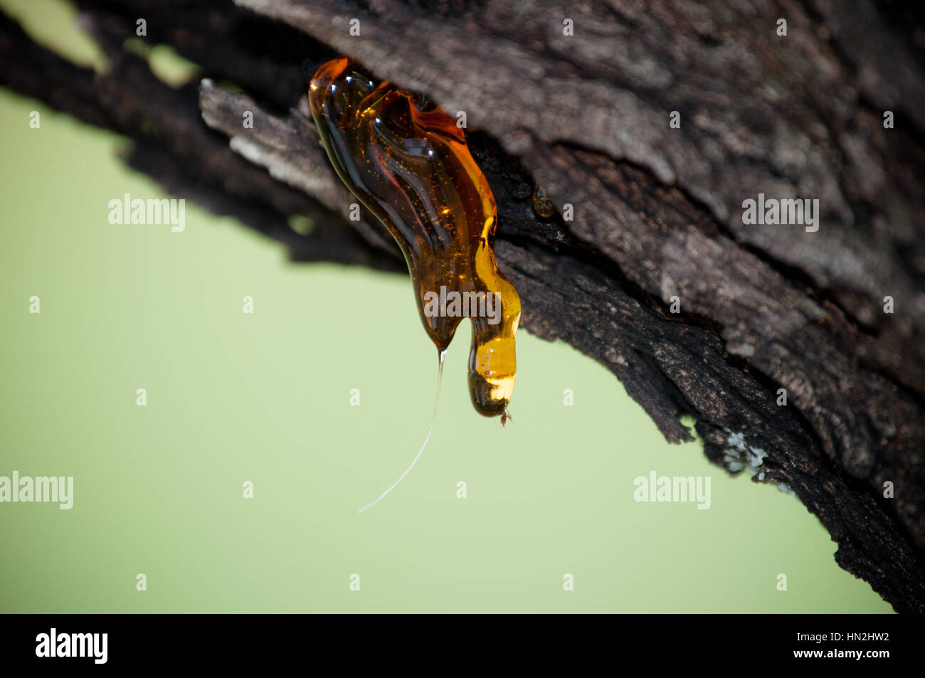 Tree Sap Art Stock Photo - Alamy