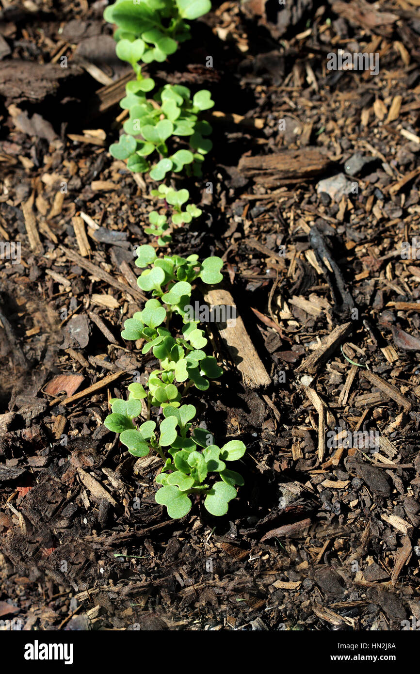 Choi sum seedlings hi-res stock photography and images - Alamy