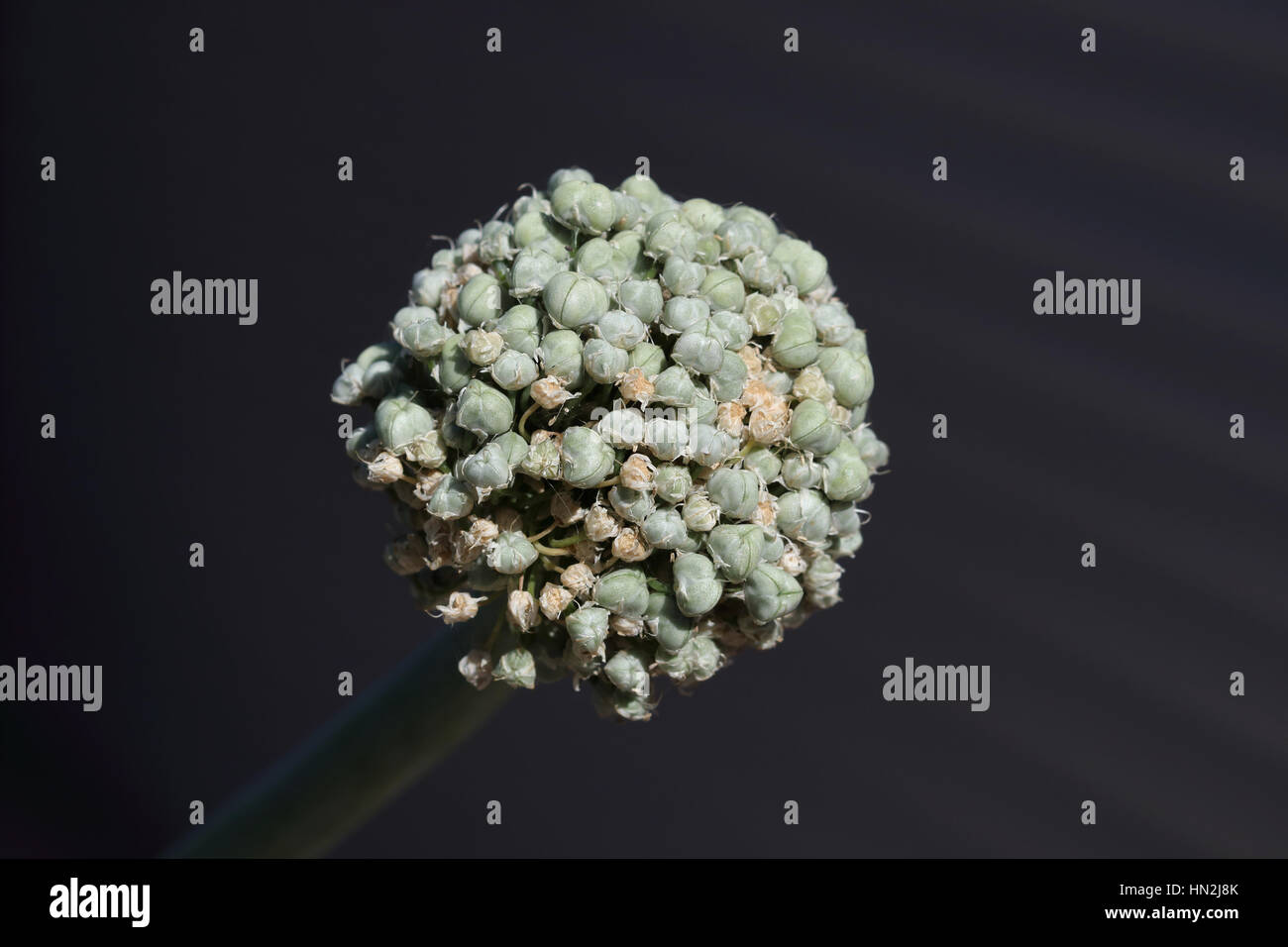 Close up of spring onion flowers Stock Photo - Alamy