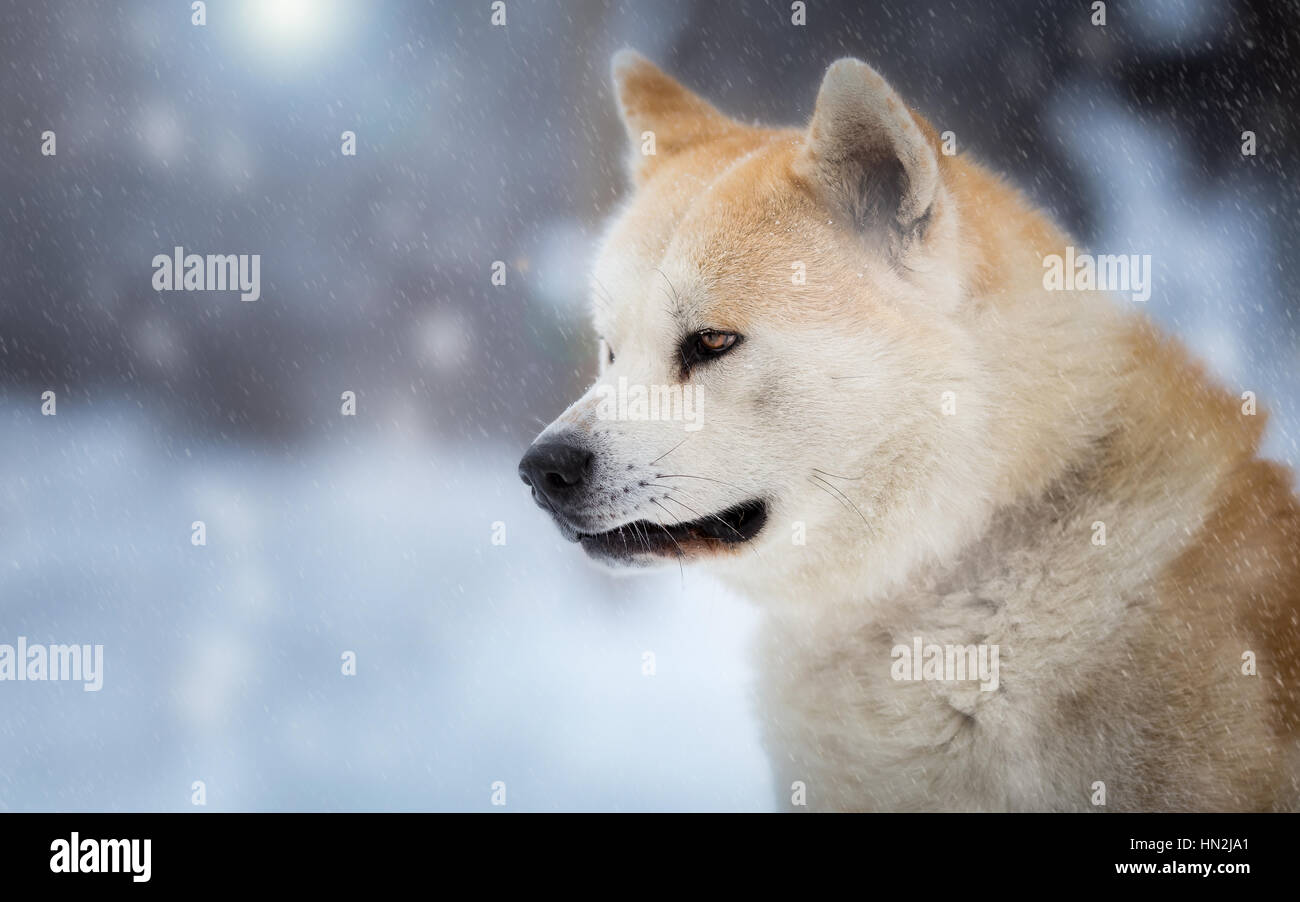 Black akita hi-res stock photography and images - Alamy
