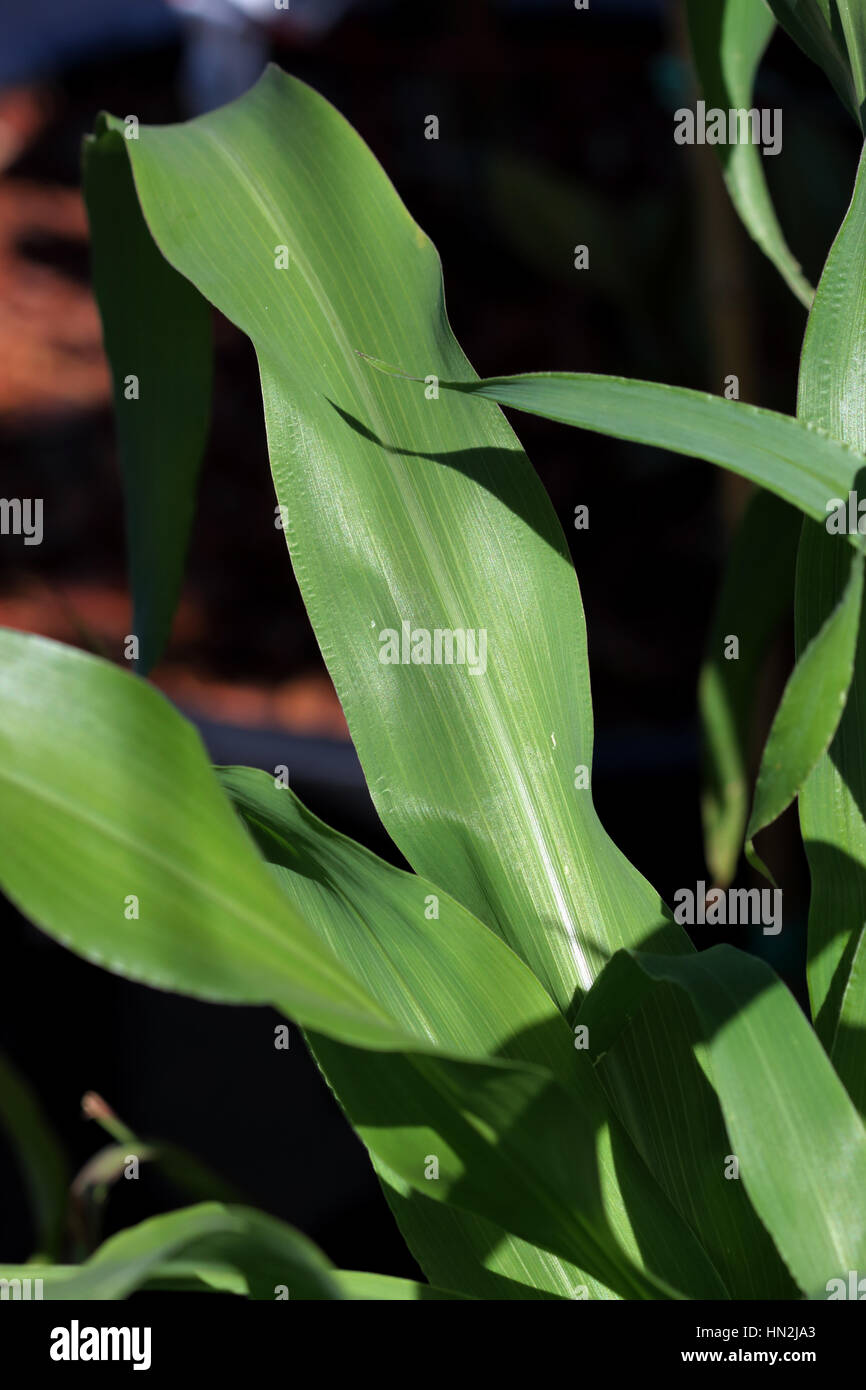 Green corn leaf texture hi-res stock photography and images - Alamy