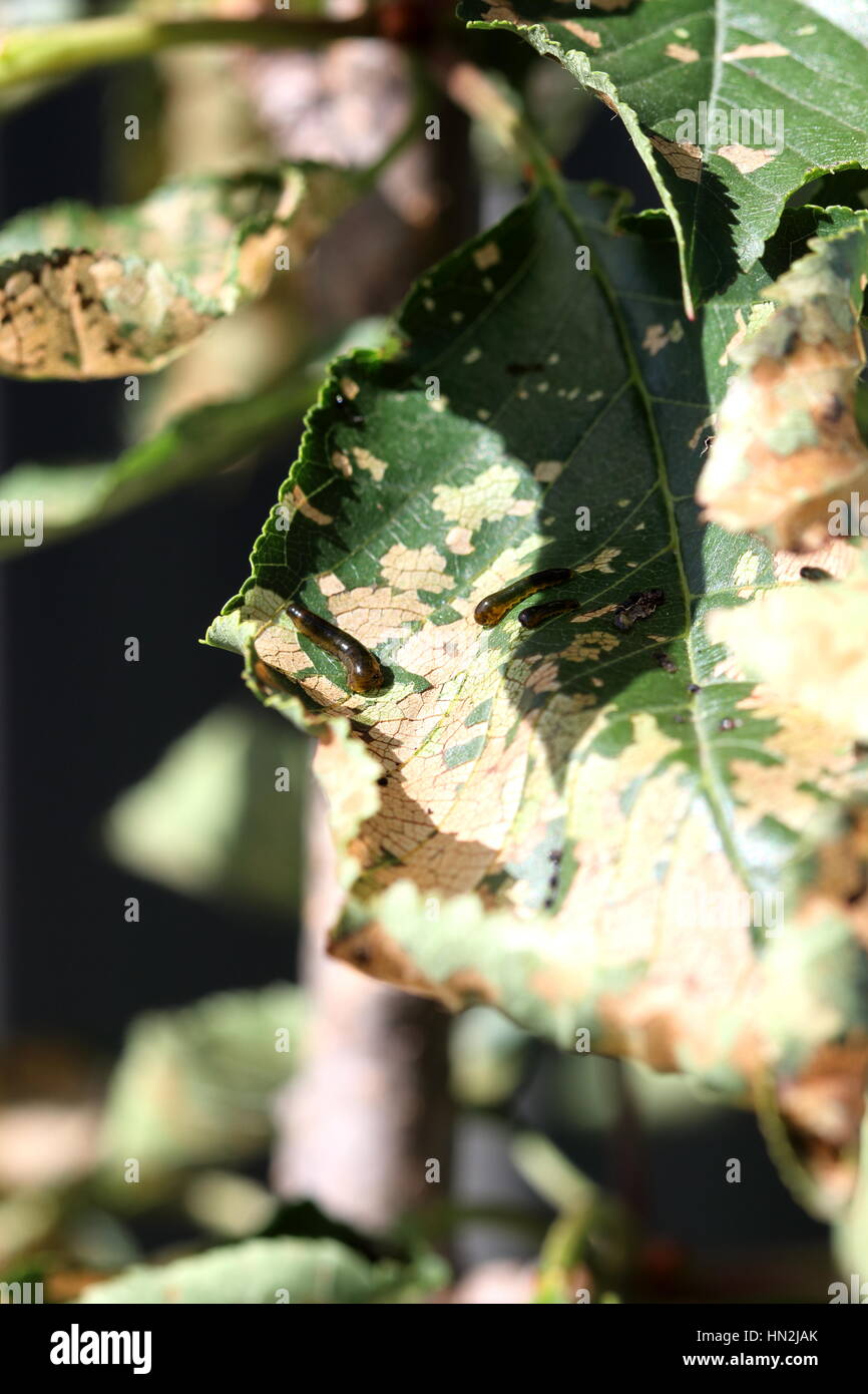 Sawfly damage hi-res stock photography and images - Alamy