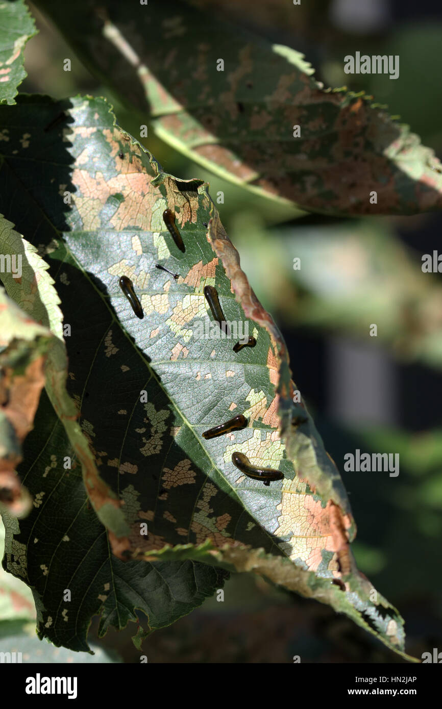 Black slugs on leaves hi-res stock photography and images - Alamy