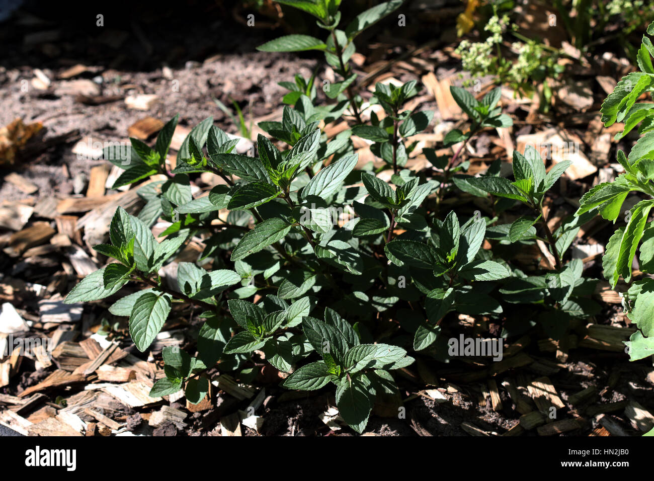 Mentha Piperita Folium